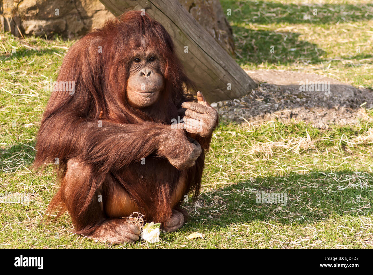 A captive young male Orangutan, Pongo pygmaeus Stock Photo - Alamy