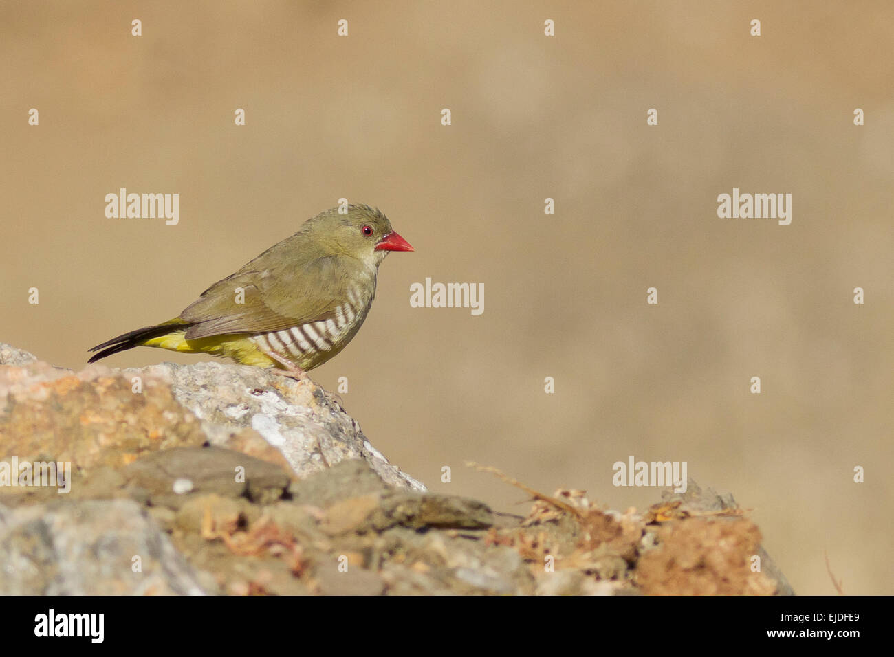 Red munia hi-res stock photography and images - Alamy