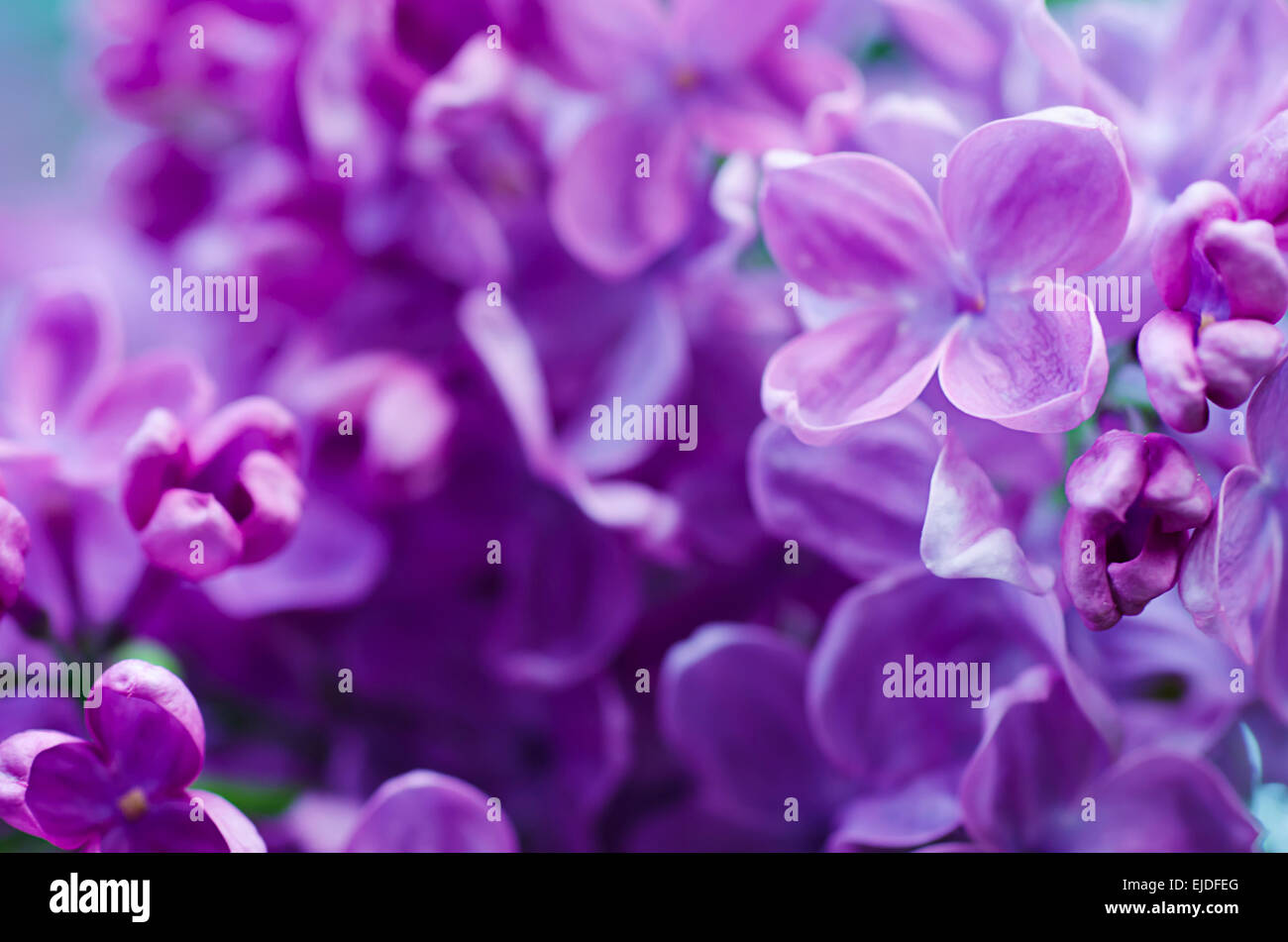 Lilac flowers background Stock Photo - Alamy