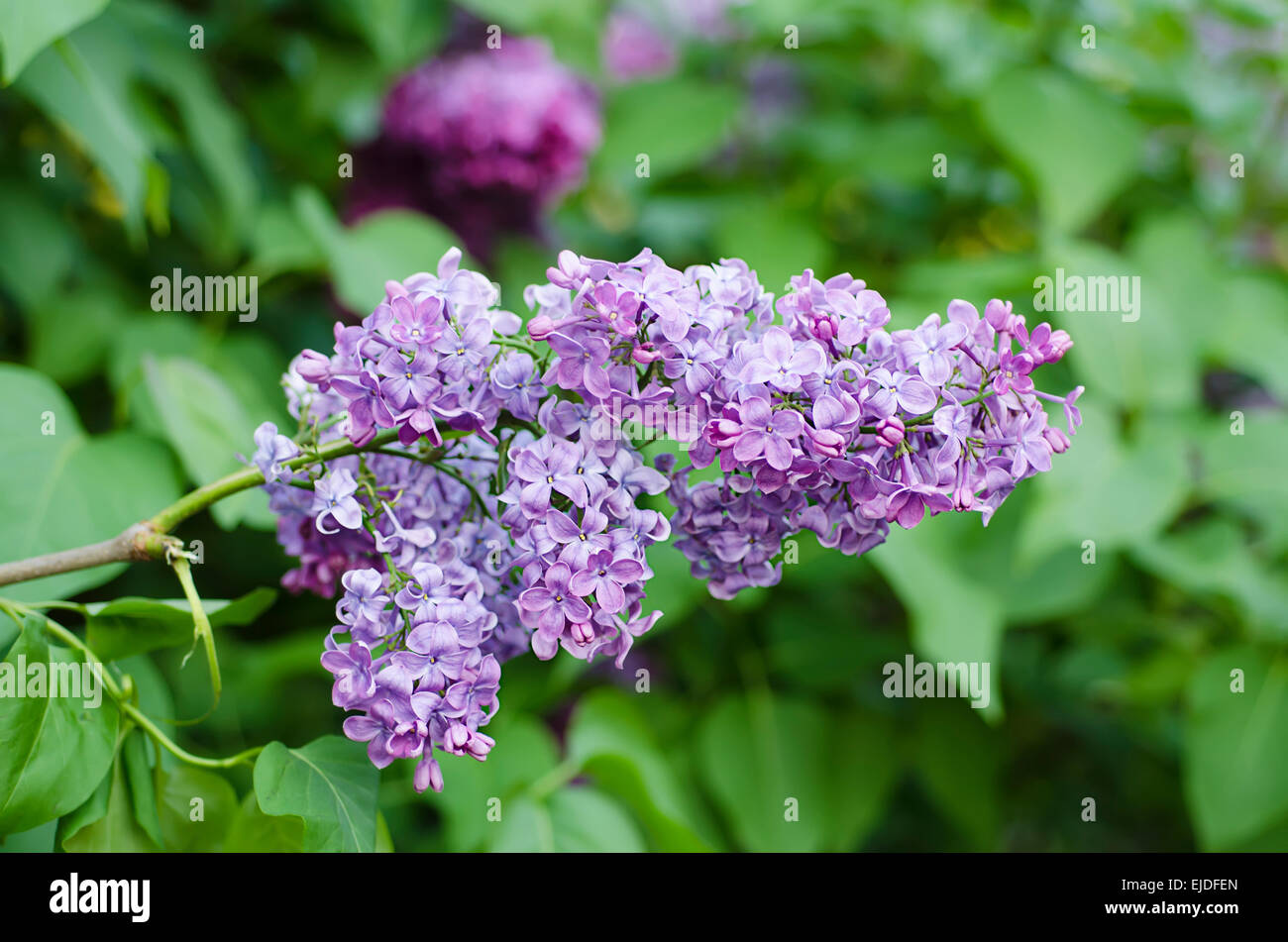 Spring lilac flowers Stock Photo - Alamy