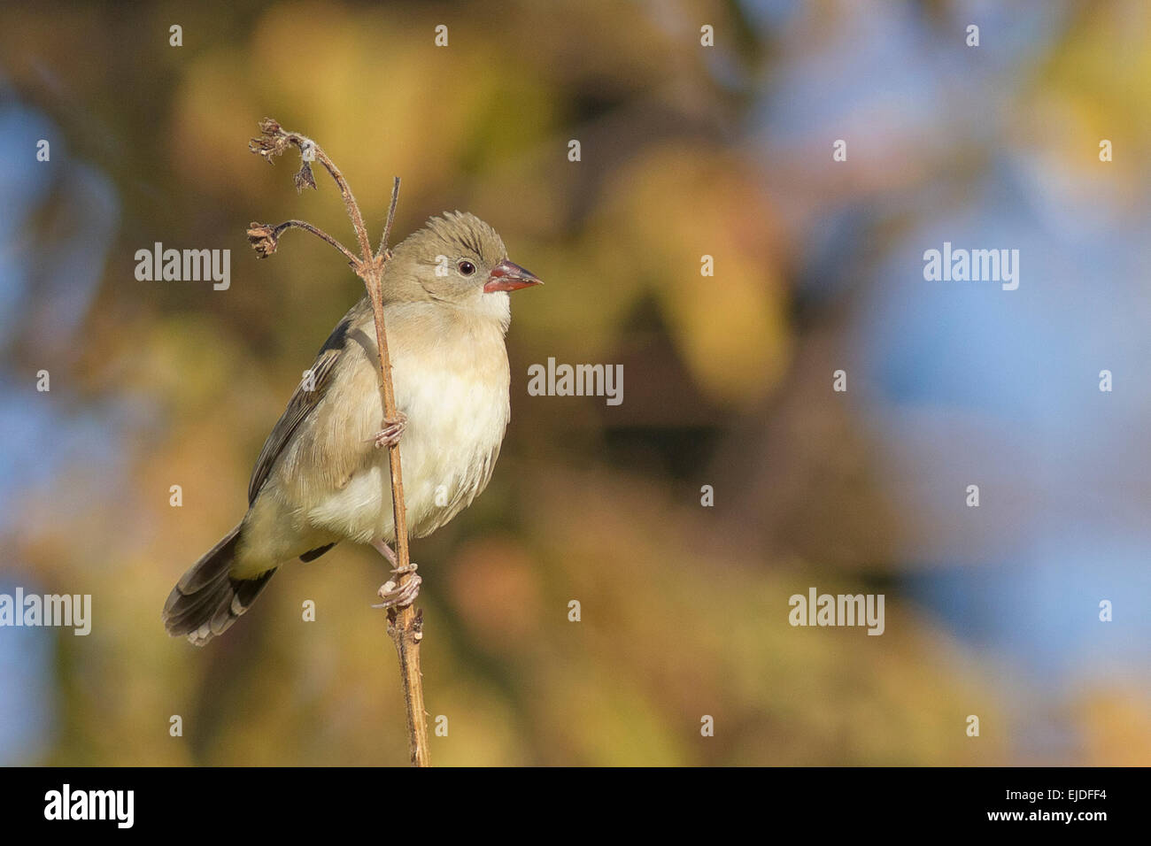 Very popular in india as cagebirds hi-res stock photography and images ...