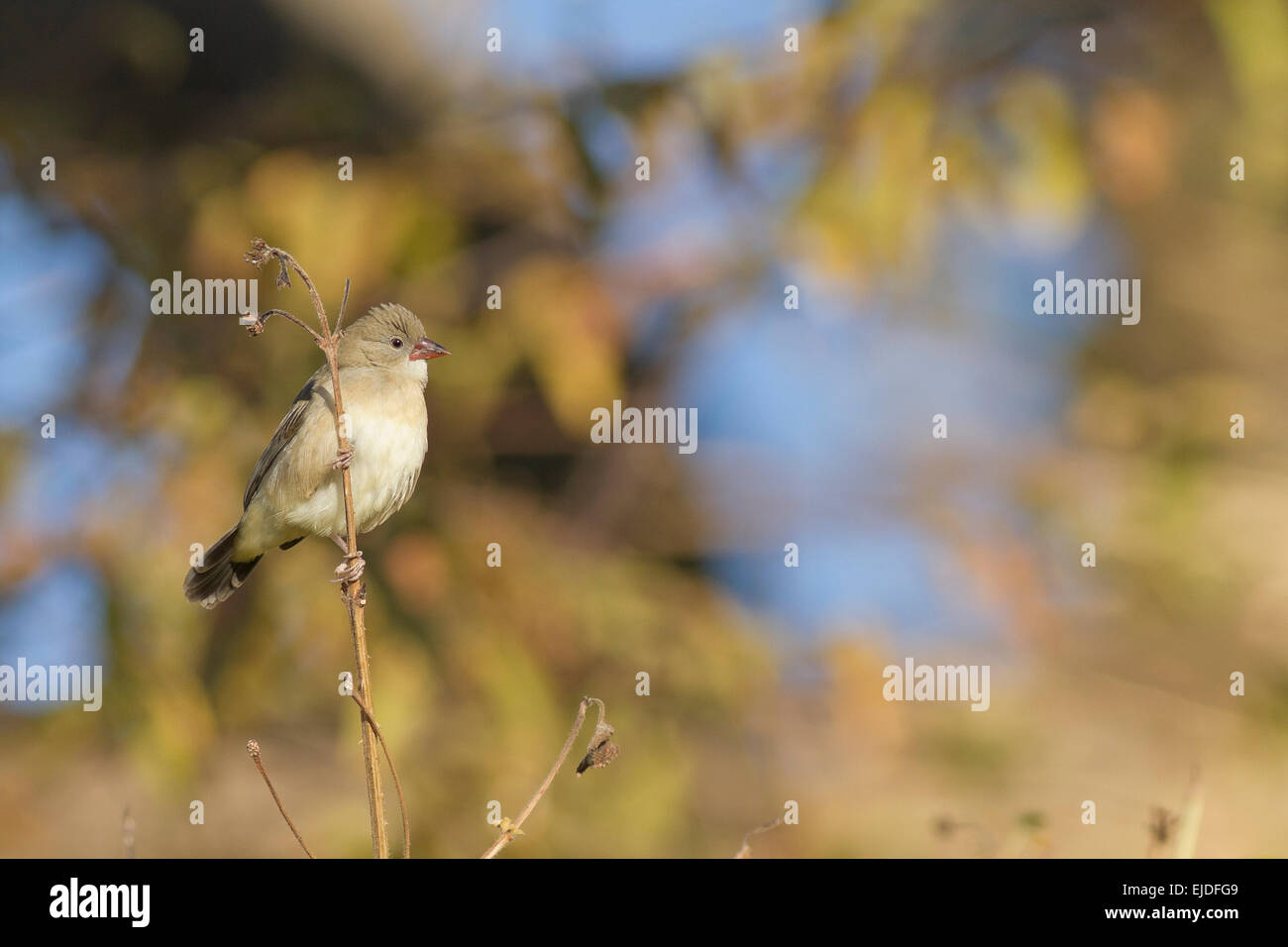 Green avadavat or Green munia (Amandava formosa) at Mt Abu, Rajasthan ...
