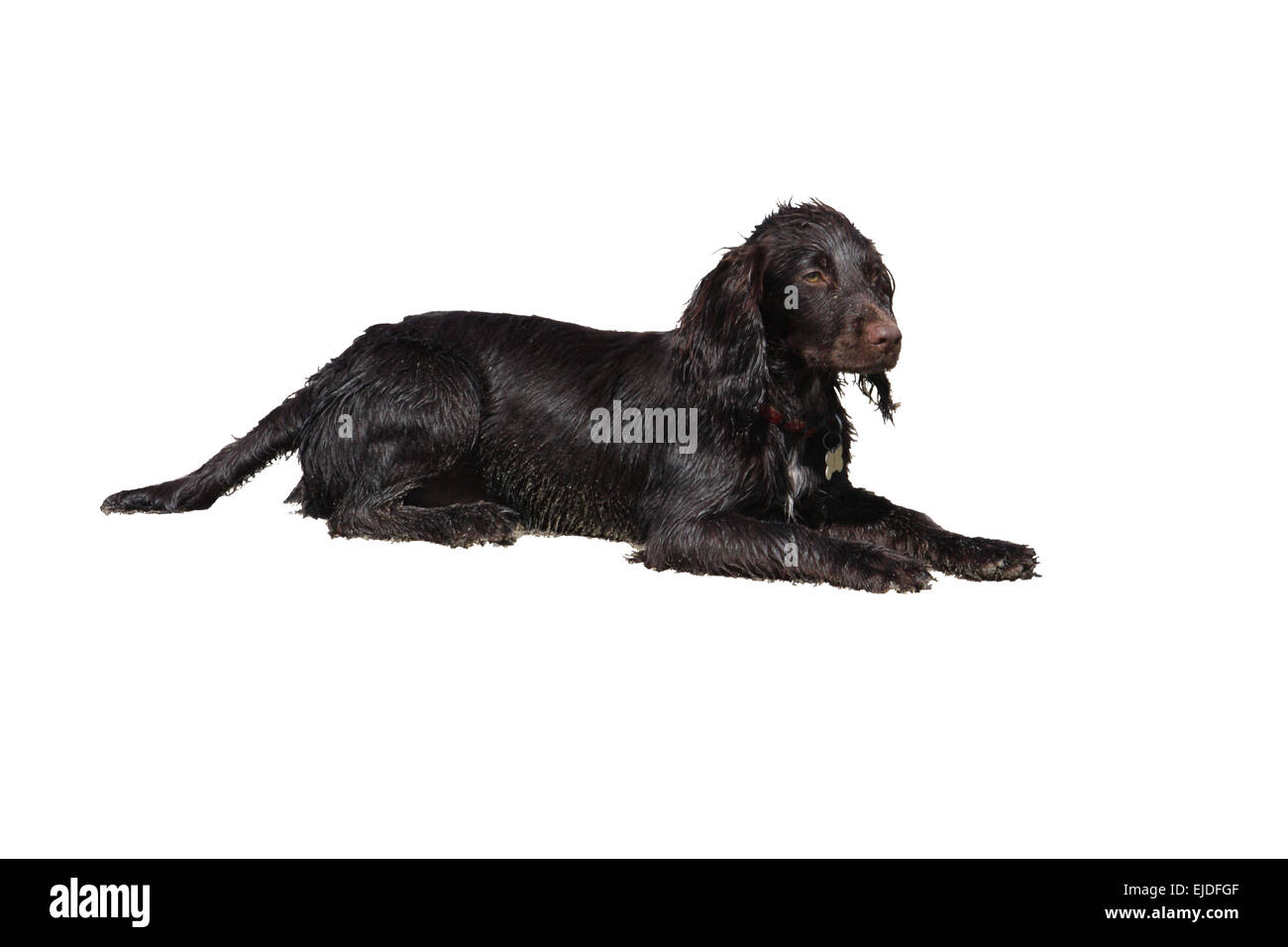 a brown working type cocker spaniel puppy lying Stock Photo - Alamy