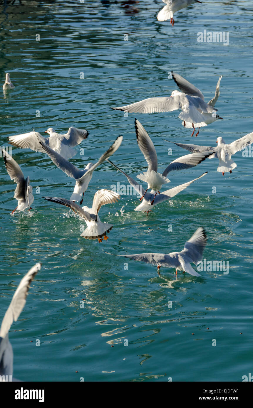Flock seagulls fly fish in hi-res stock photography and images - Alamy