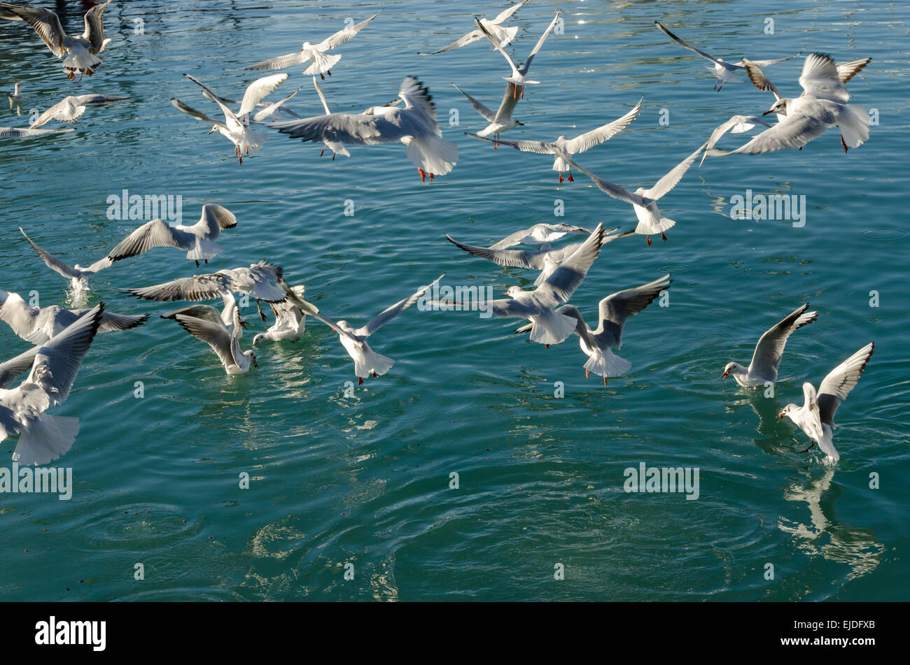 seagulls flying in the port of Genoa Stock Photo - Alamy