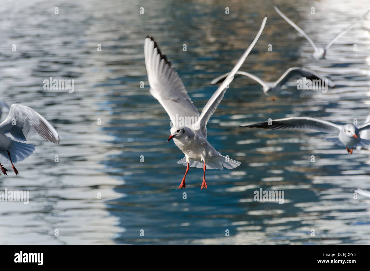 seagulls flying in the port of Genoa Stock Photo - Alamy