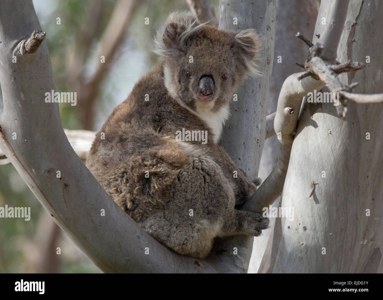 Koala wildlife hi-res stock photography and images - Alamy