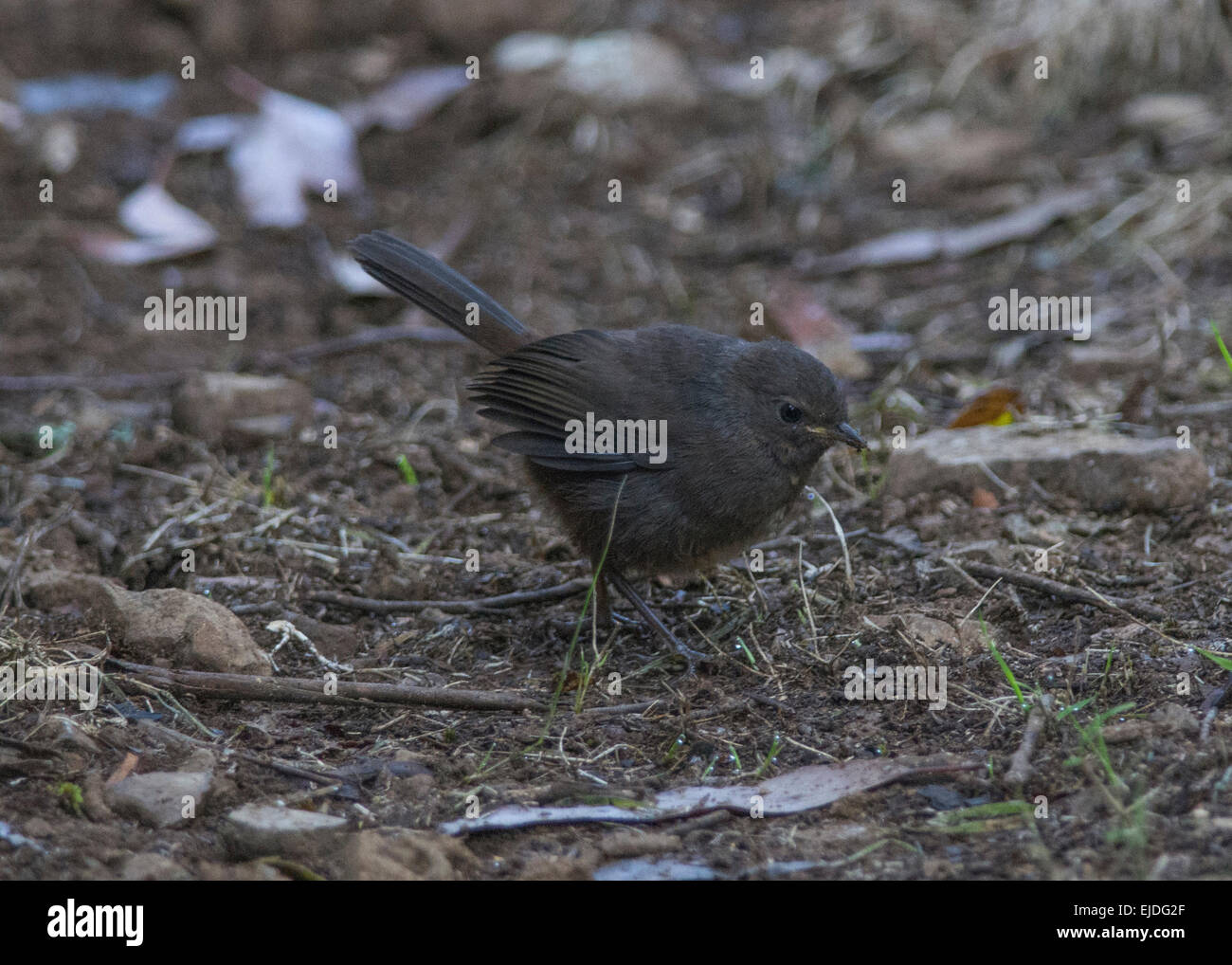 Pilot bird hi-res stock photography and images - Alamy