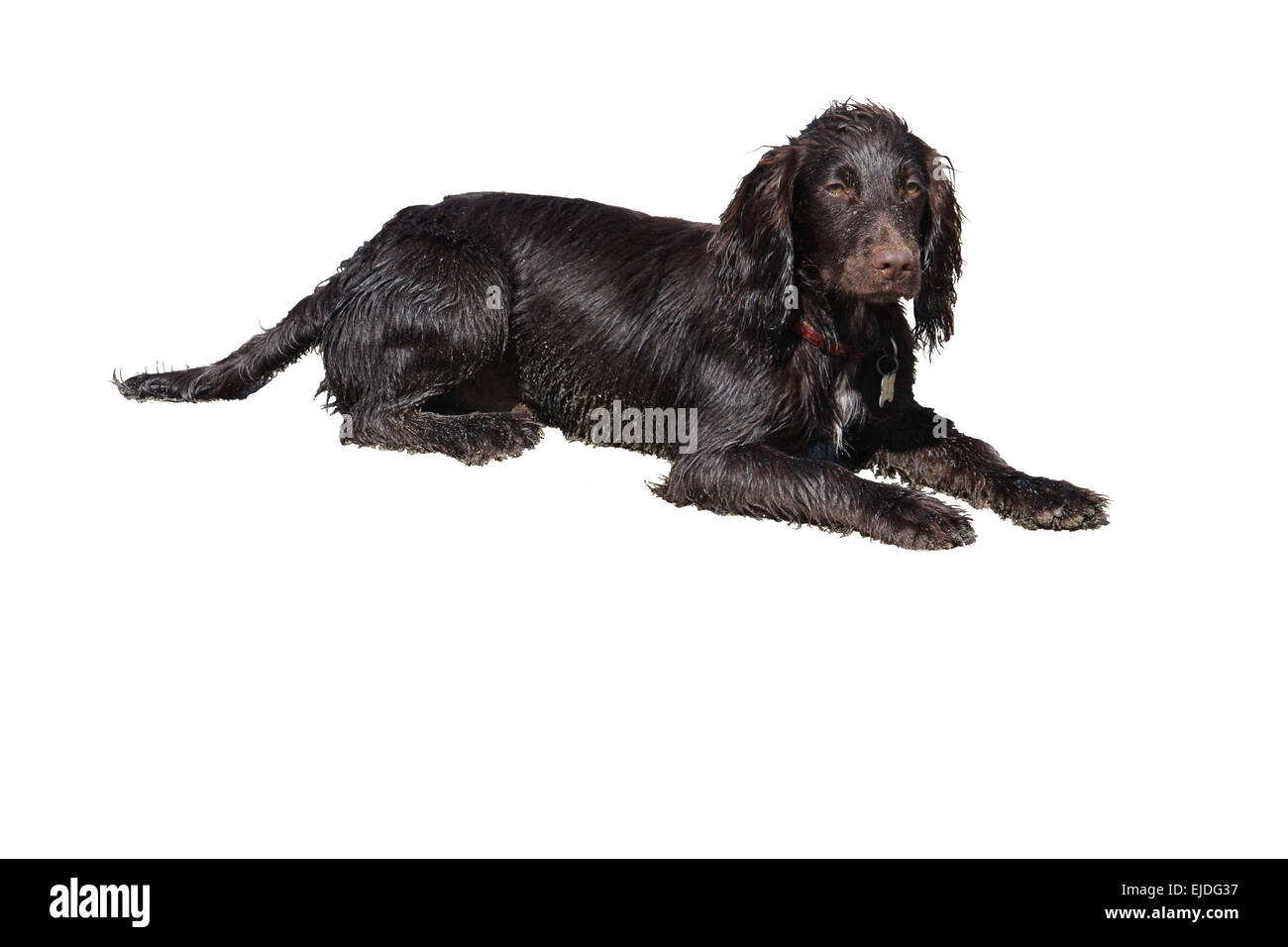 a brown working type cocker spaniel puppy lying Stock Photo - Alamy