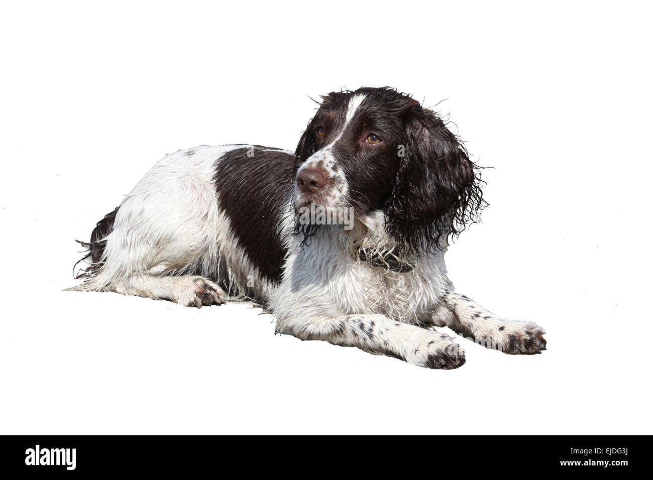 liver and white working type english springer spaniel lying on a sandy ...