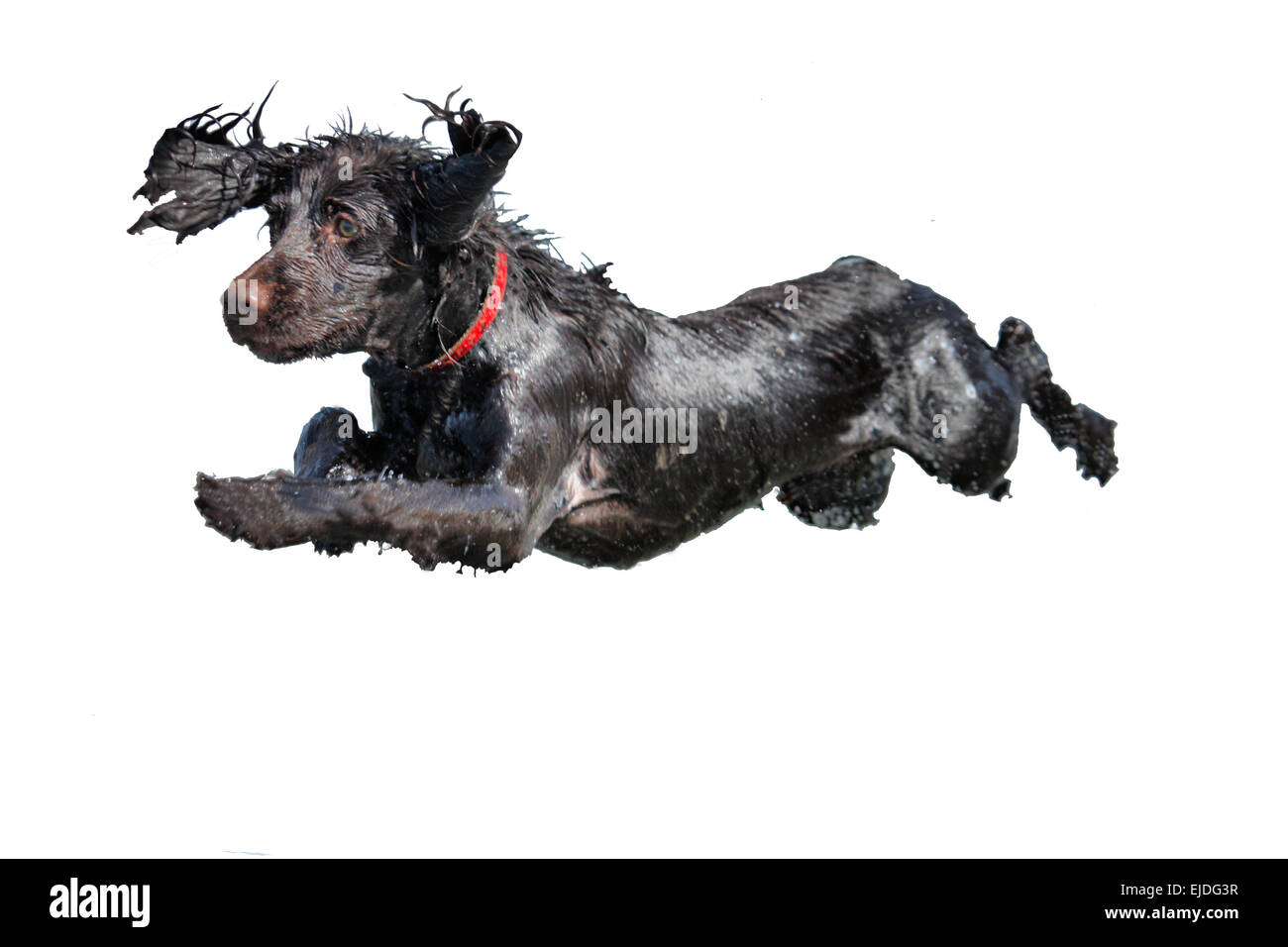 Working type cocker spaniel hi-res stock photography and images - Alamy