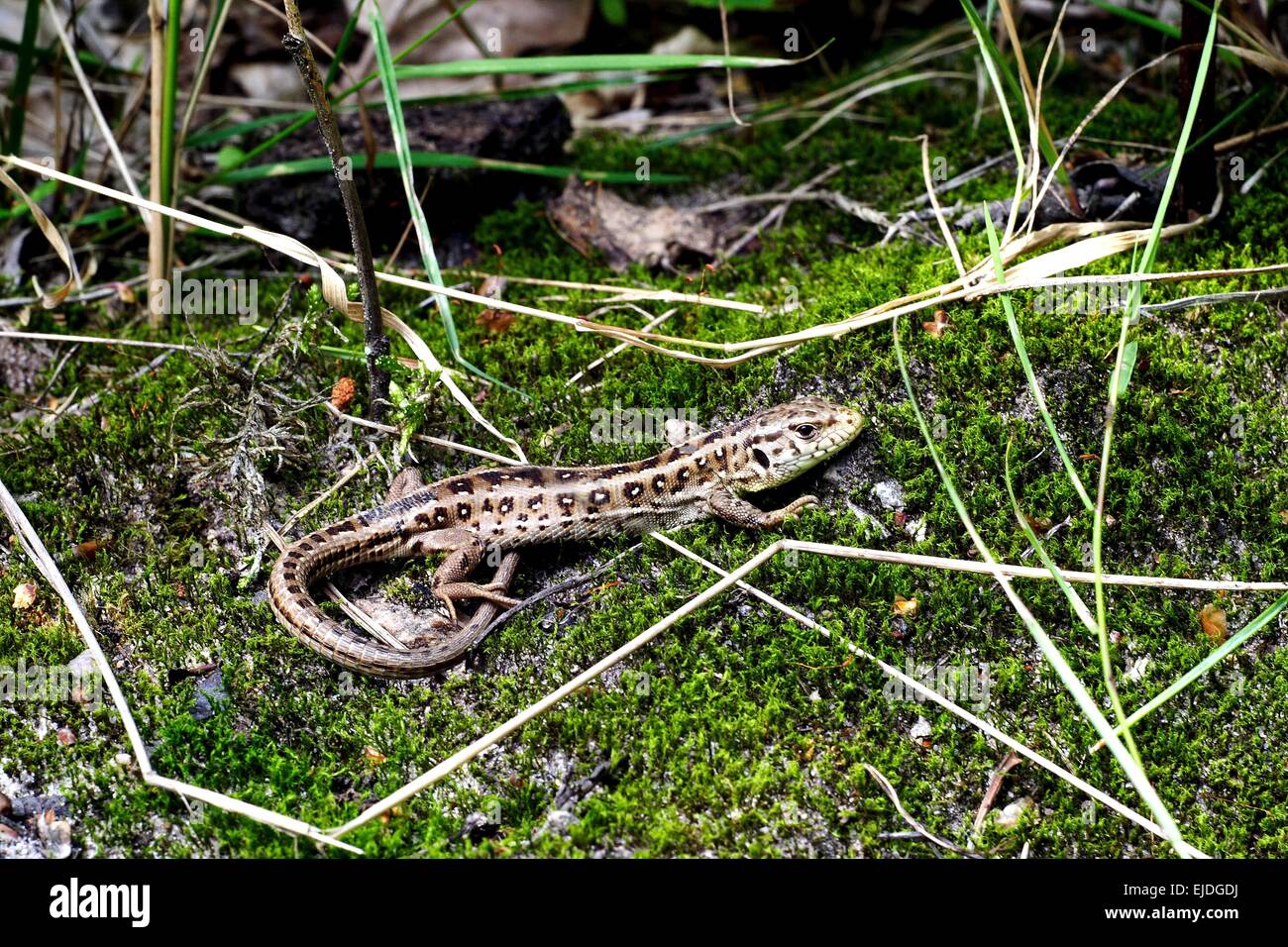 predatory lizard lacerta agilis on green moss Stock Photo - Alamy