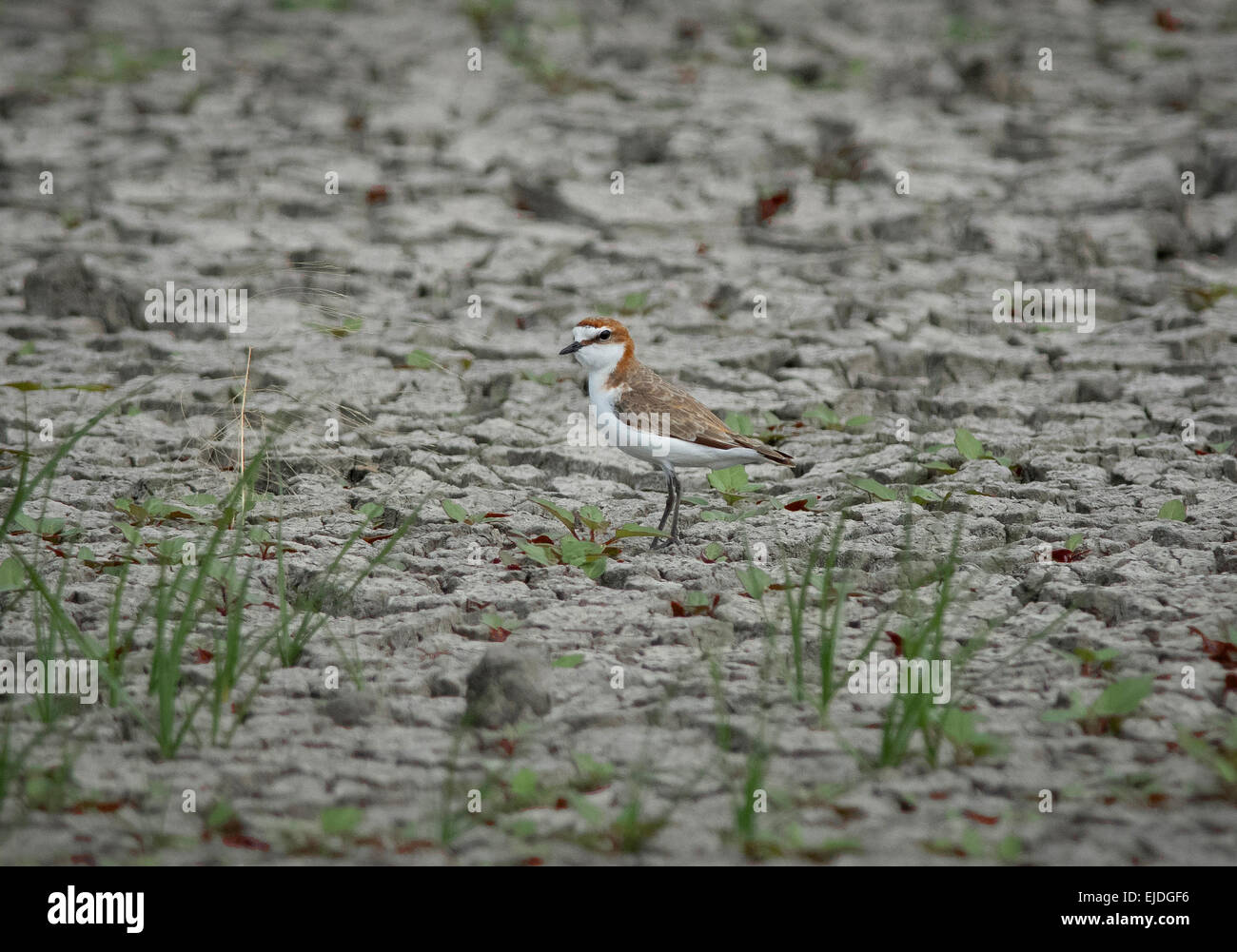 Red plover hi-res stock photography and images - Alamy