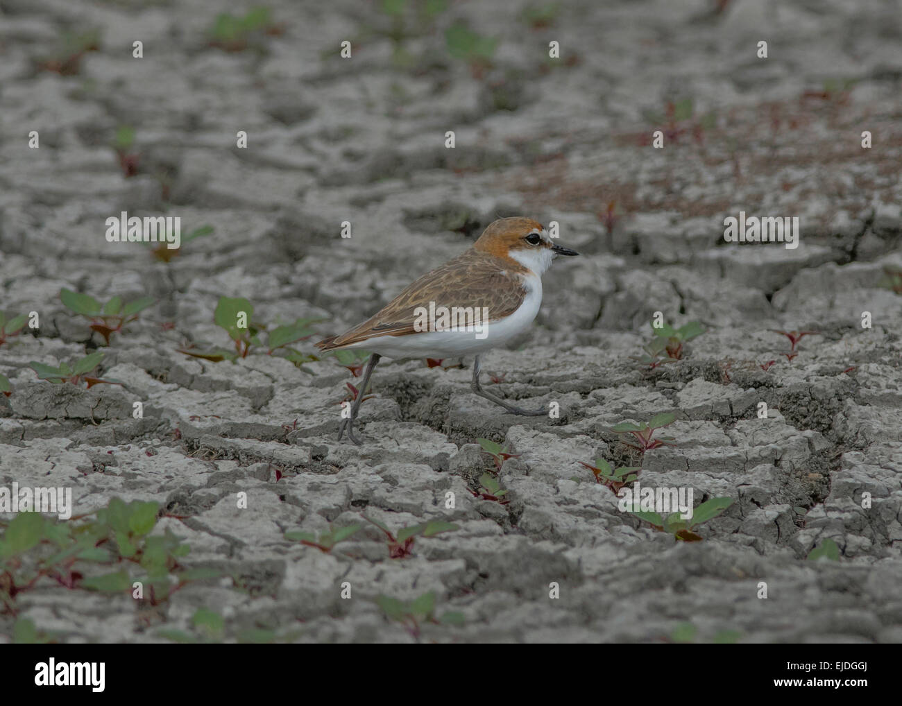 Red Capped Plover Australia High Resolution Stock Photography and ...