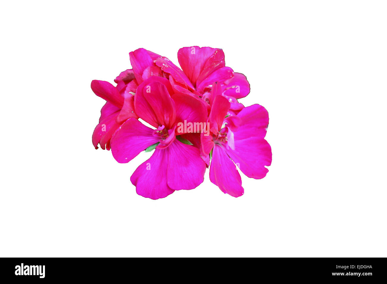 Beautiful pink flower Stock Photo - Alamy