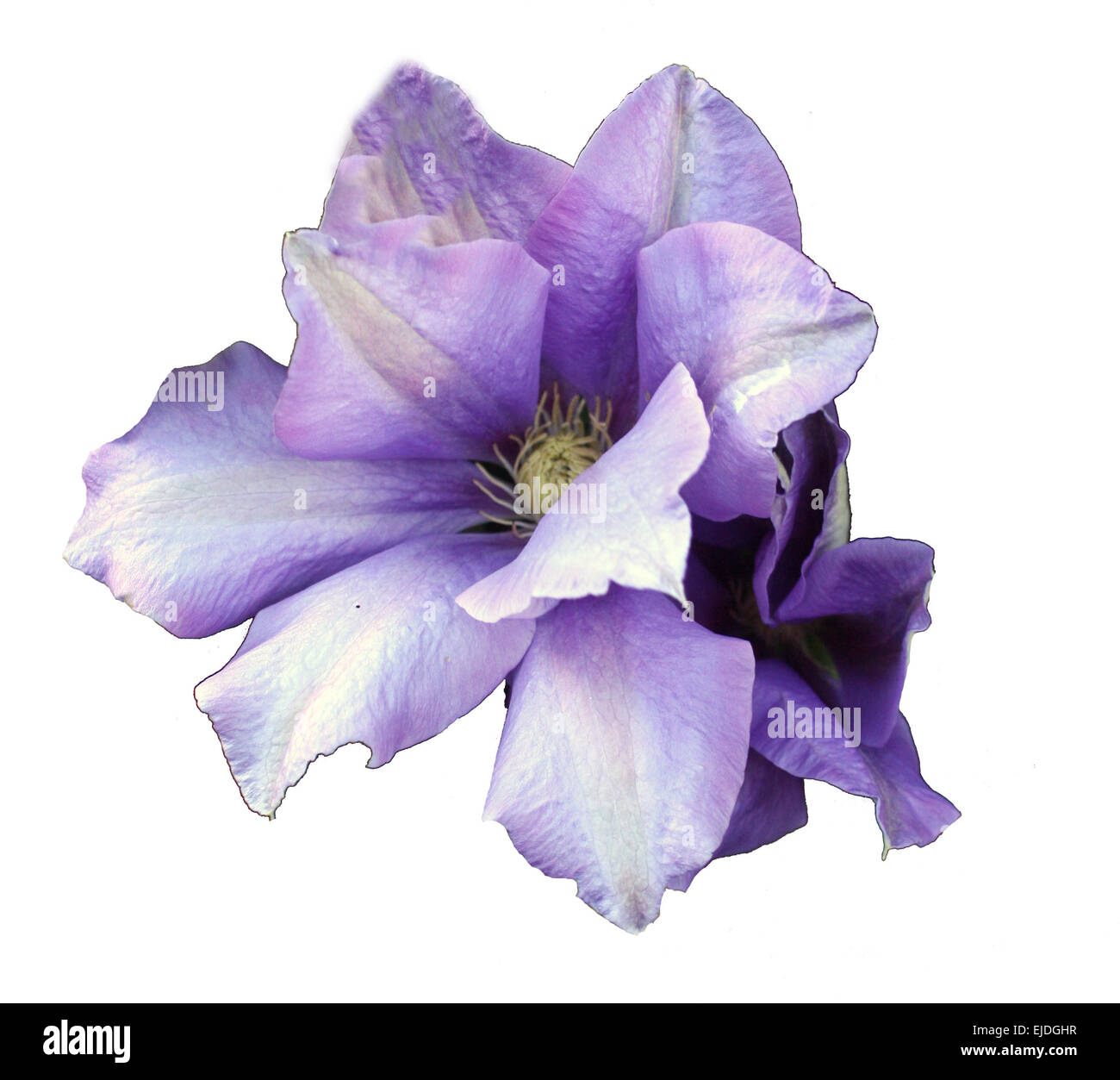beautiful blue purple flowers Stock Photo - Alamy