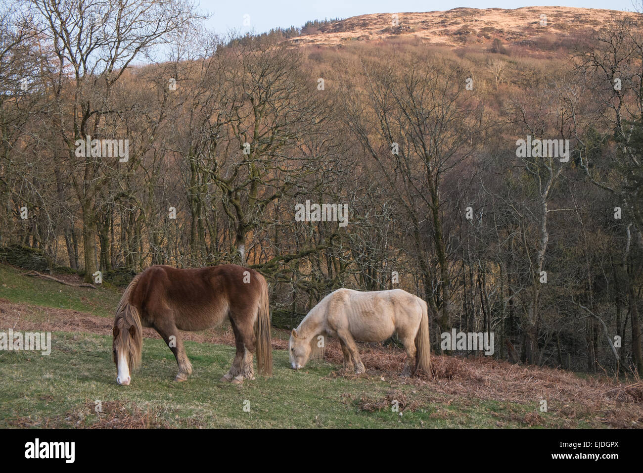 Celtic ponies hi-res stock photography and images - Alamy
