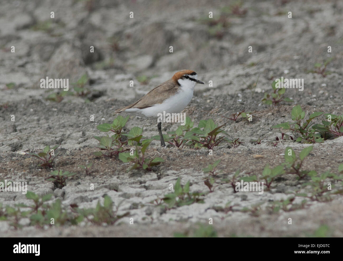 Western plover hi-res stock photography and images - Alamy