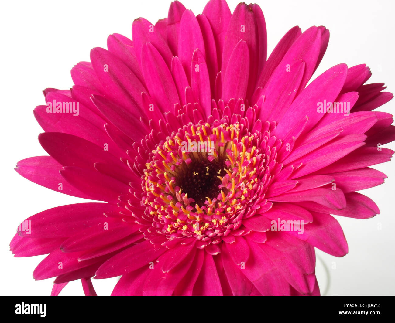 Deep pink bloom hi-res stock photography and images - Alamy