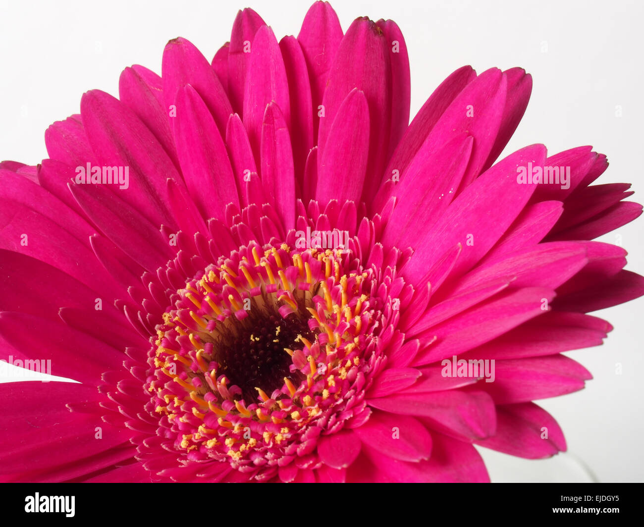 Close up of a deep pink Gerbera flower head against a white background ...