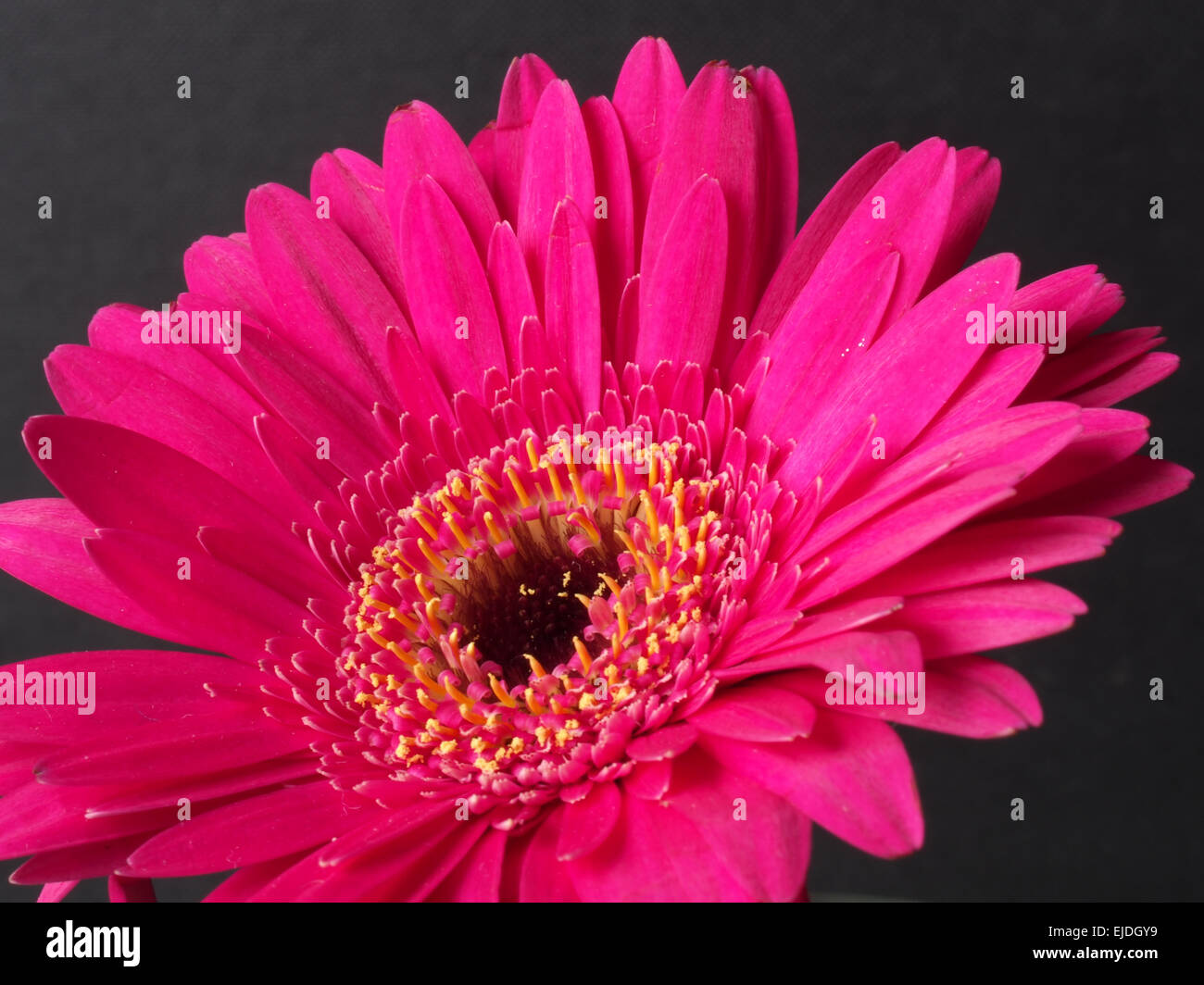 Radiant head hi-res stock photography and images - Alamy