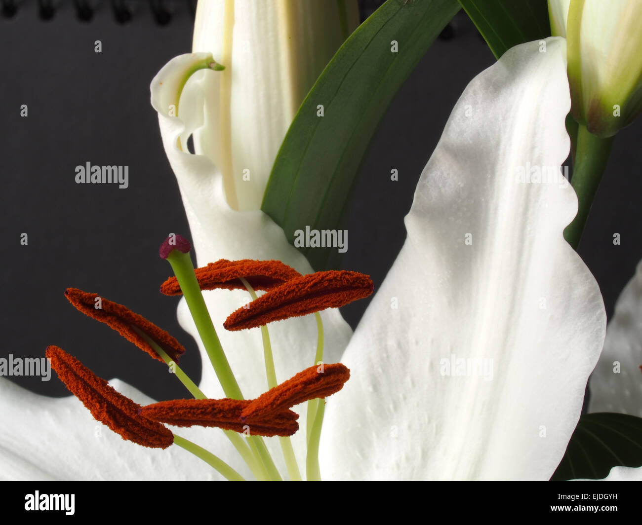 White showy flower hi-res stock photography and images - Alamy