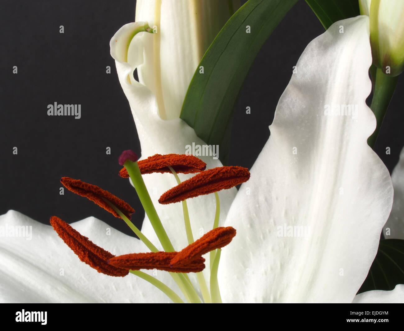 Close up of open white lily flower against a black background Stock ...