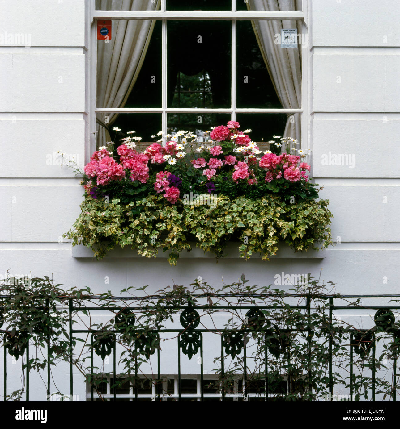 Summer window box with pink geraniums and cream osteospermum with ...