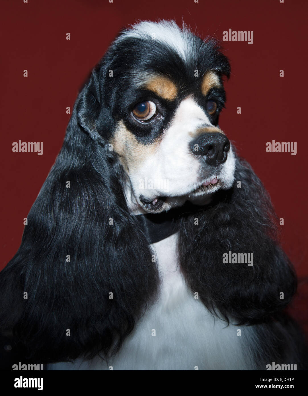 Cavalier king charles spaniel portrait Stock Photo - Alamy