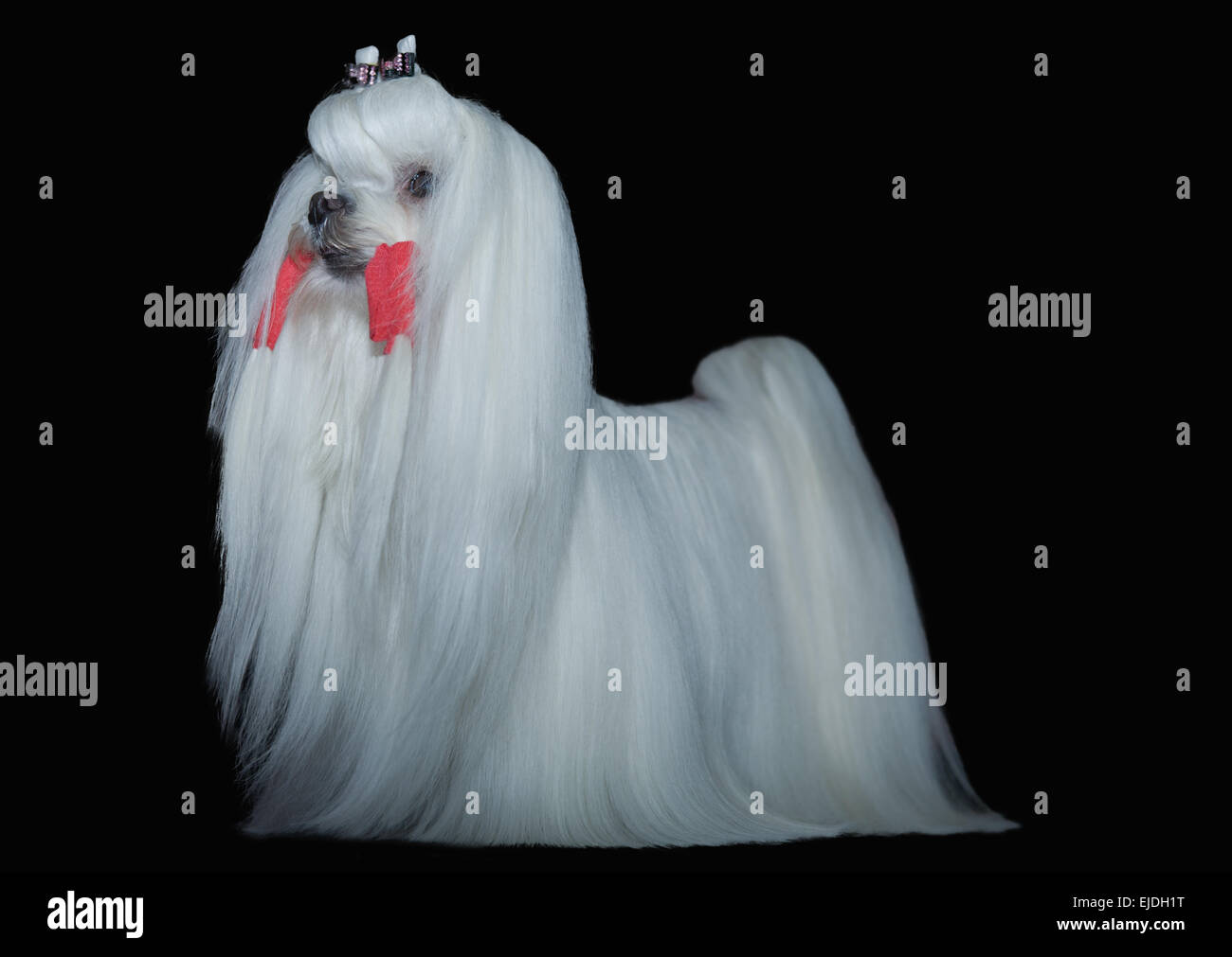 Portrait of a small, young and beautiful Maltese dog over dark ...