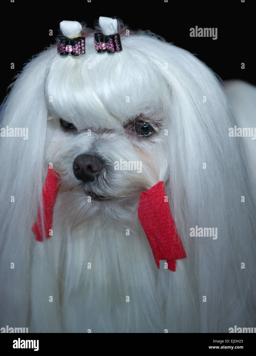 Portrait of a small, young and beautiful Maltese dog over dark ...
