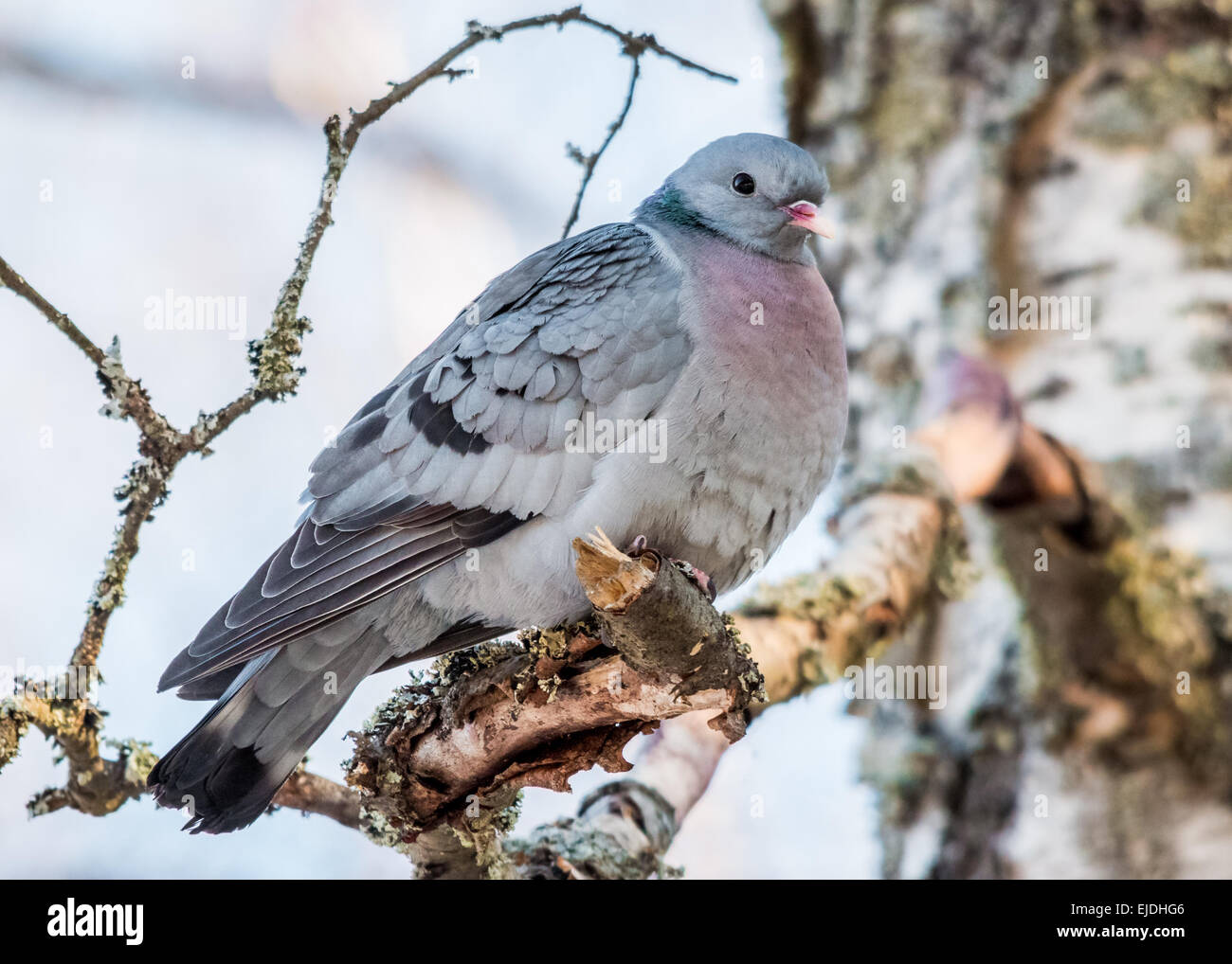 Dove columba oenas hi-res stock photography and images - Alamy