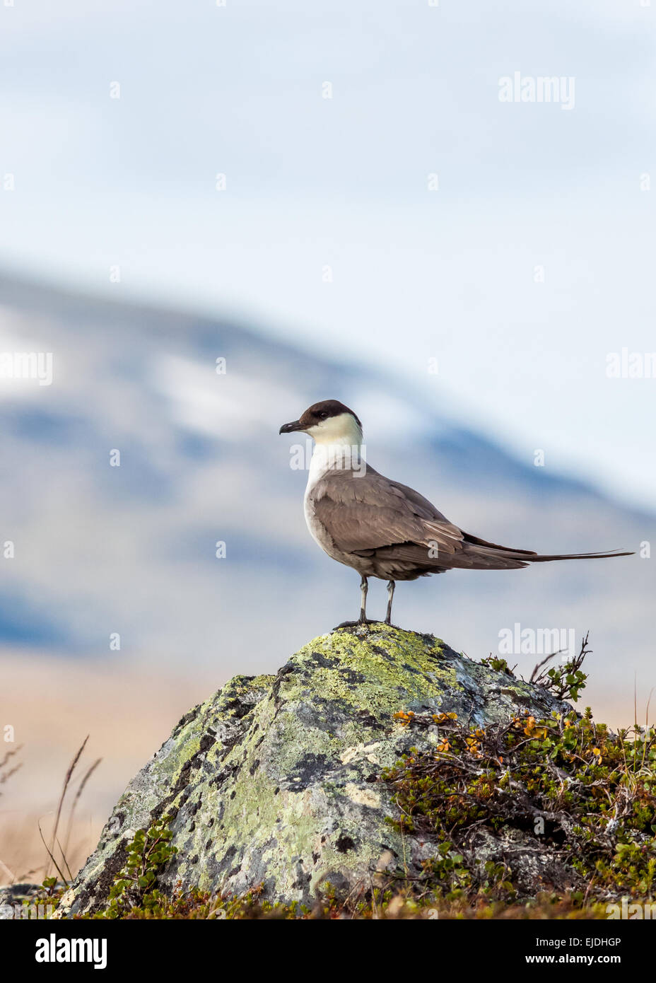 Long-tailed jaeger (Stercorarius longicaudus Stock Photo - Alamy