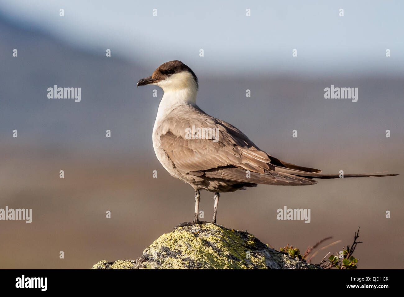 Long Tailed Jaeger Stock Photos & Long Tailed Jaeger Stock Images - Alamy