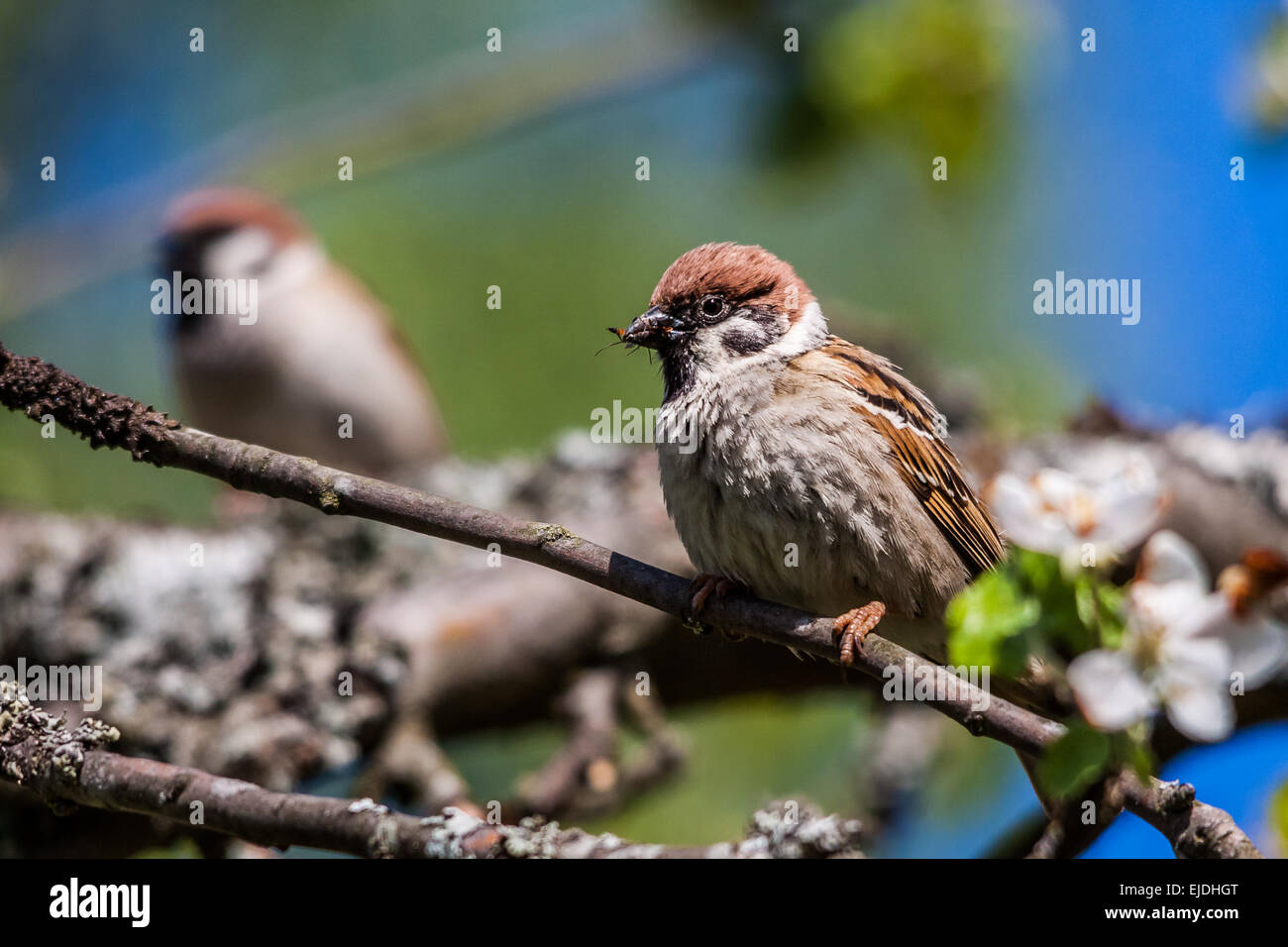 Eurasian tree sparrow (Passer montanus Stock Photo - Alamy