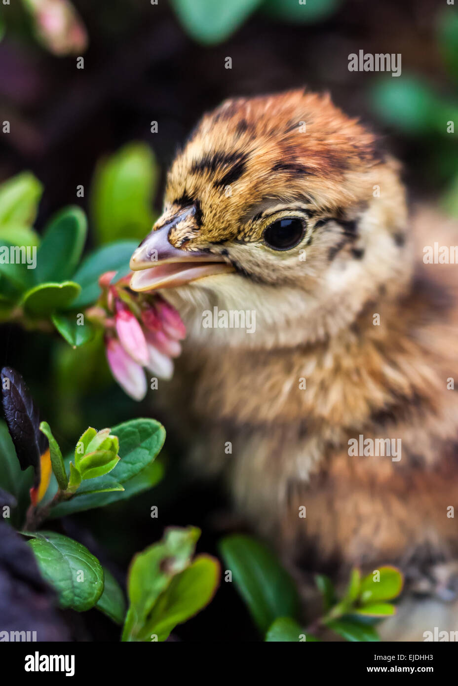 Black grouse chick among the shrubs Stock Photo - Alamy