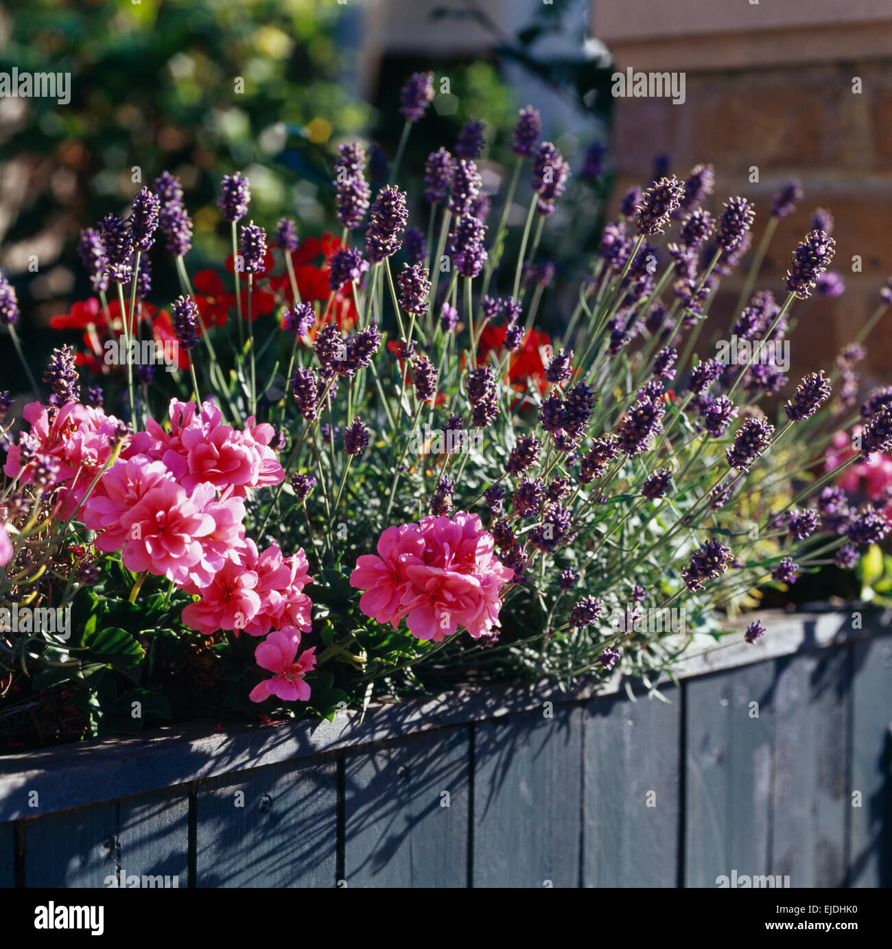 Summer town planter hi-res stock photography and images - Alamy