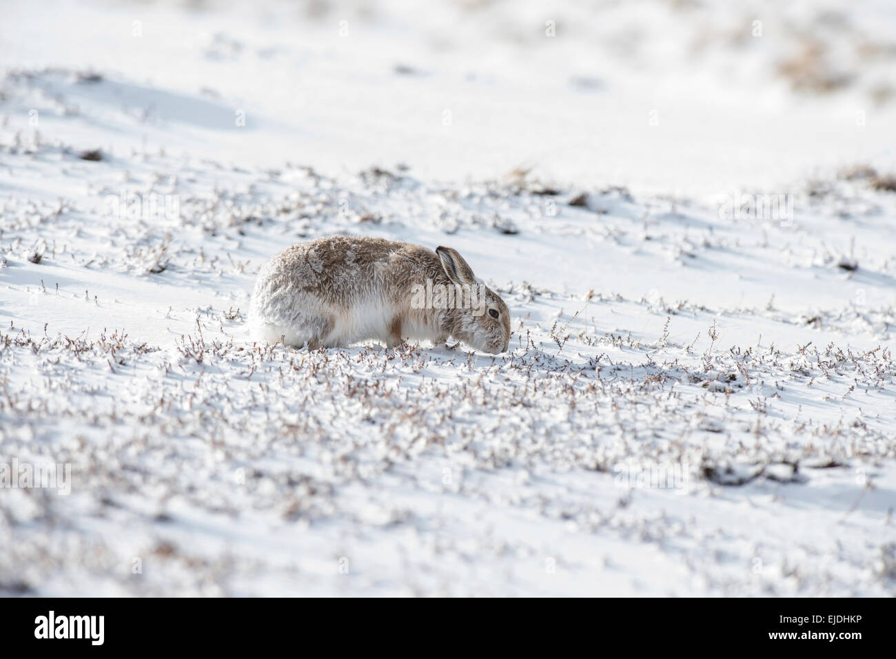 Hare back hi-res stock photography and images - Alamy