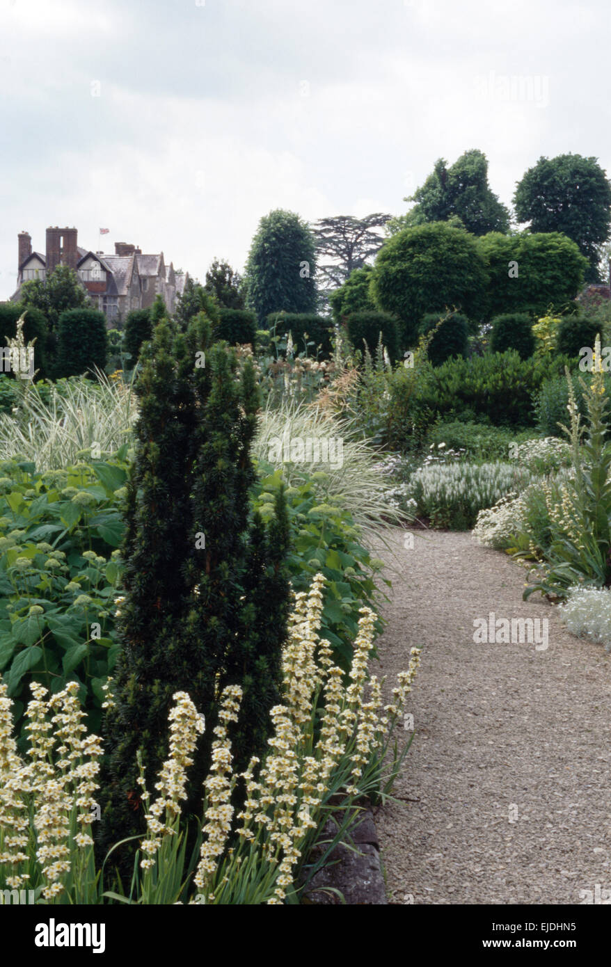 Sisyrinchium with a small, fastigiate yew in a wide border beside ...