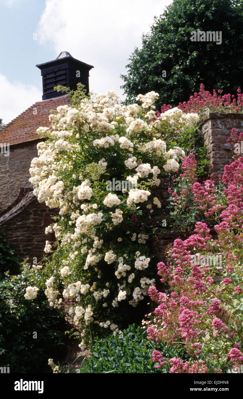 White climbing roses hi-res stock photography and images - Alamy