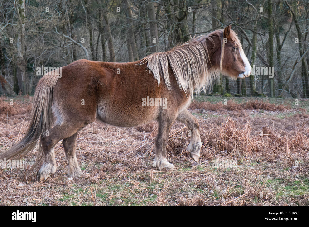 Celtic,rainforest,forest,pony,Ponies,horses in woods,woodland above ...