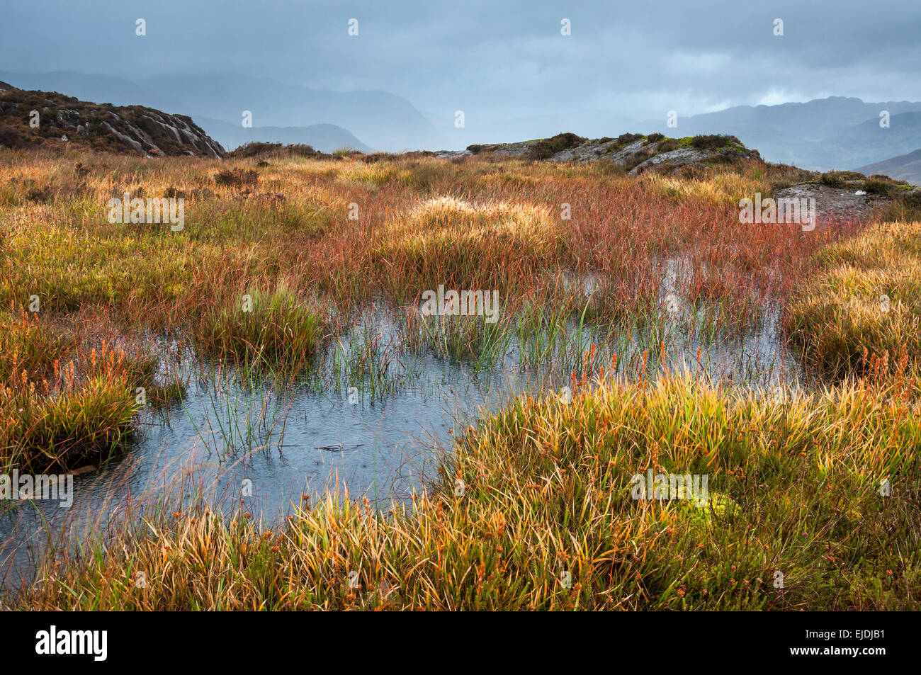 Colourful grasses and plantlife in a moorland pool above hills near ...