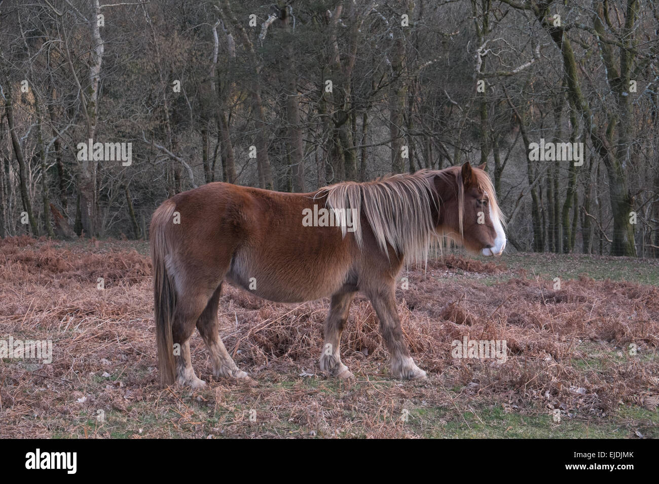 Celtic,rainforest,forest,pony,Ponies,horses in woods,woodland above ...
