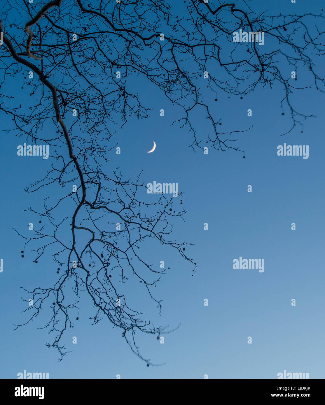 crescent moon shining through trees Stock Photo - Alamy