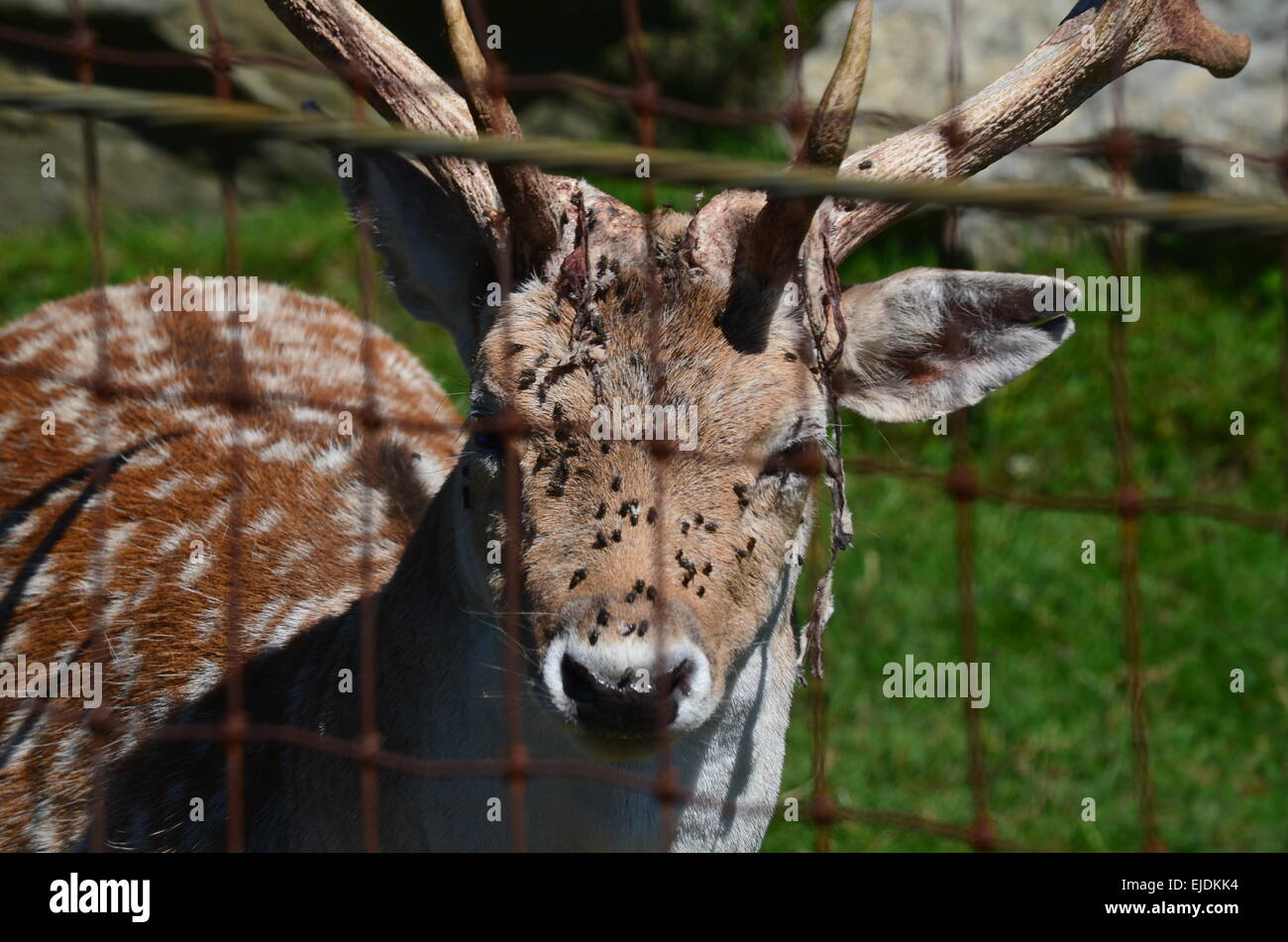 Deer flies hi-res stock photography and images - Alamy