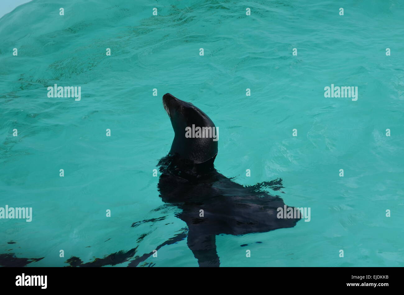 Smart seal hi-res stock photography and images - Alamy