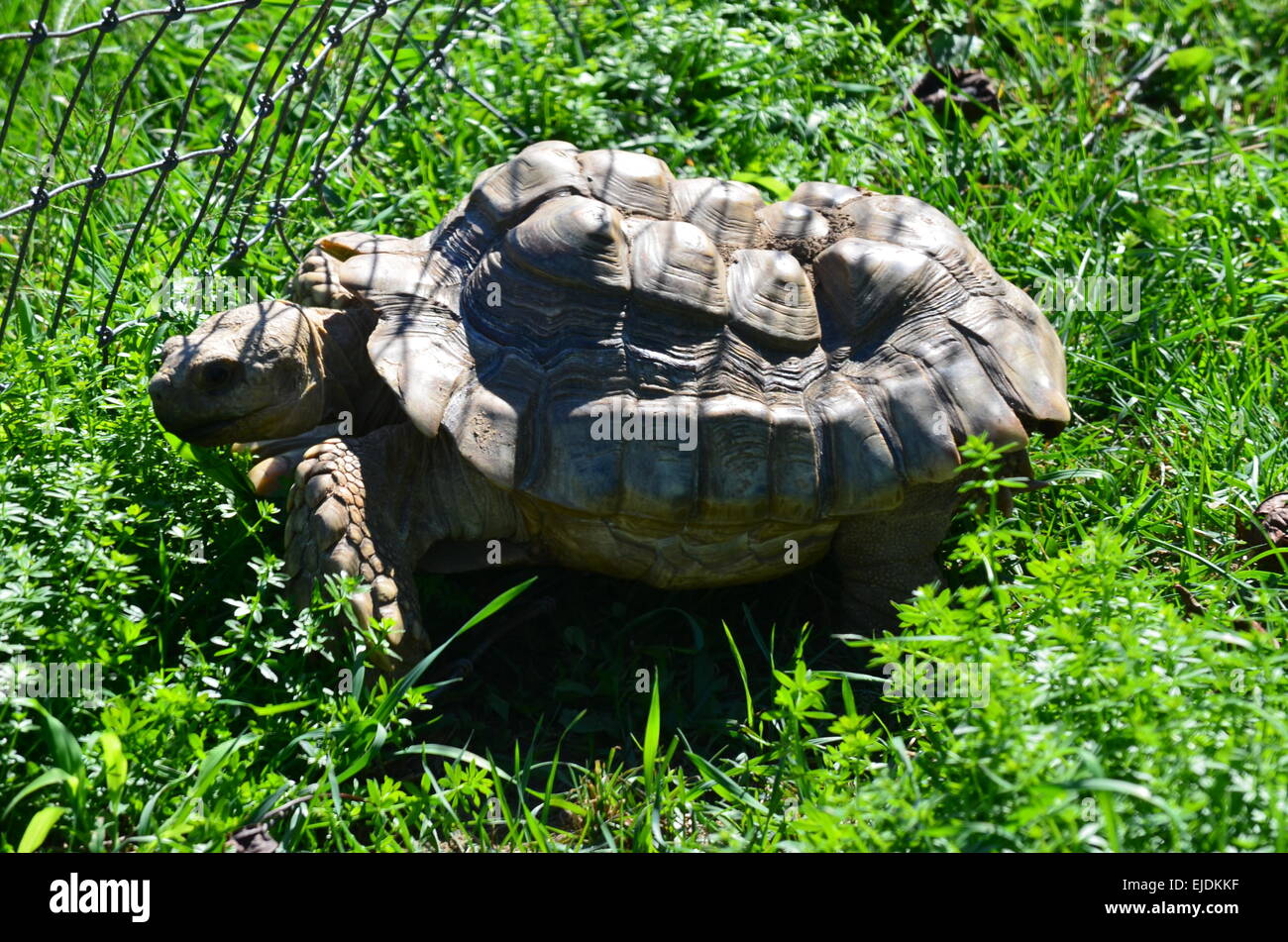 Tortoise shells hi-res stock photography and images - Alamy