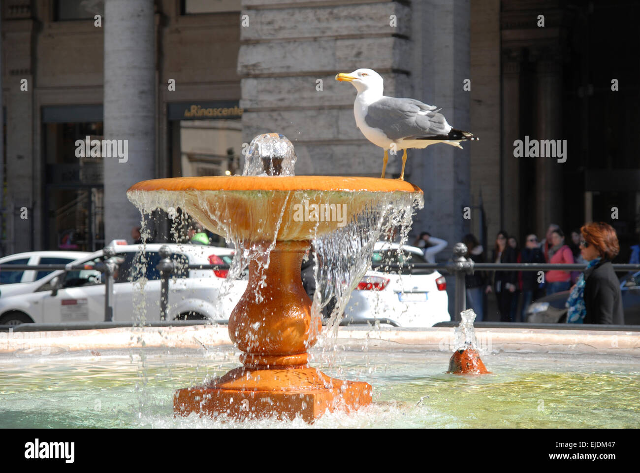 Seagull drinking from fountain piazza hi-res stock photography and ...