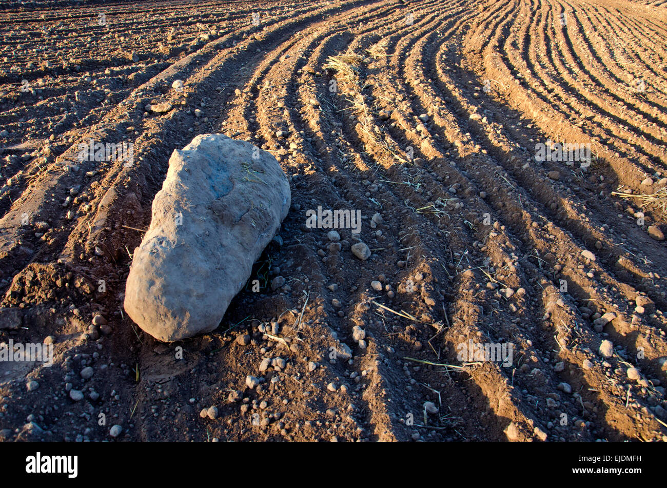 big stone on freshly cultivated farm field soil Stock Photo - Alamy