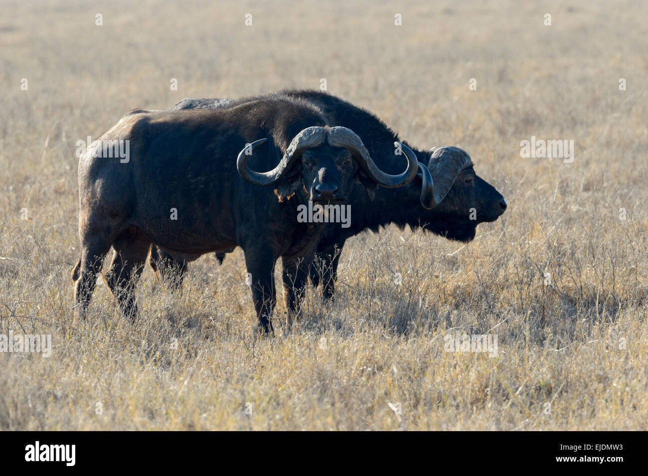 Two Cape Buffalo (Syncerus caffer) standing together on savanna ...